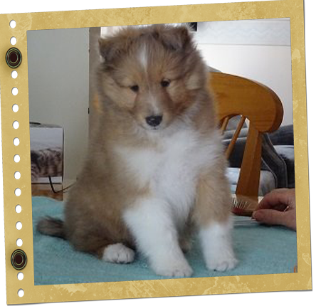 Élevage Mélodaly - Berger de Shetland et Colley